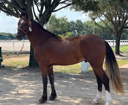 Dragon’s Lair Diplomat at Yellow Rose Dressage – Nancy Hinz